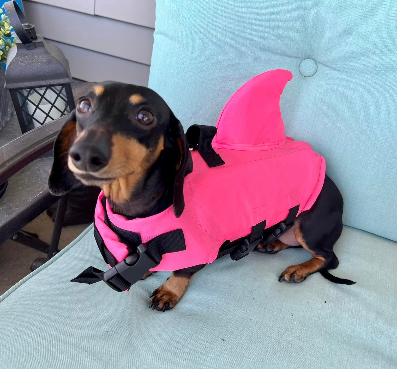 Summer Fun for Dogs – WeenieWarmers