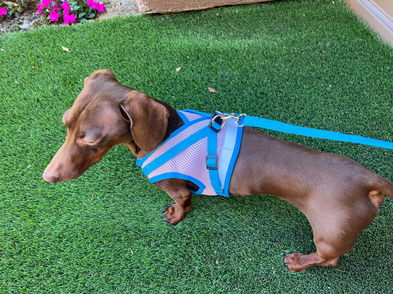 Houdini Weenie No-Escape Harness – WeenieWarmers