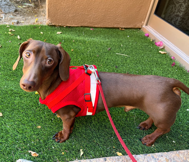 Weenie Warmers – WeenieWarmers