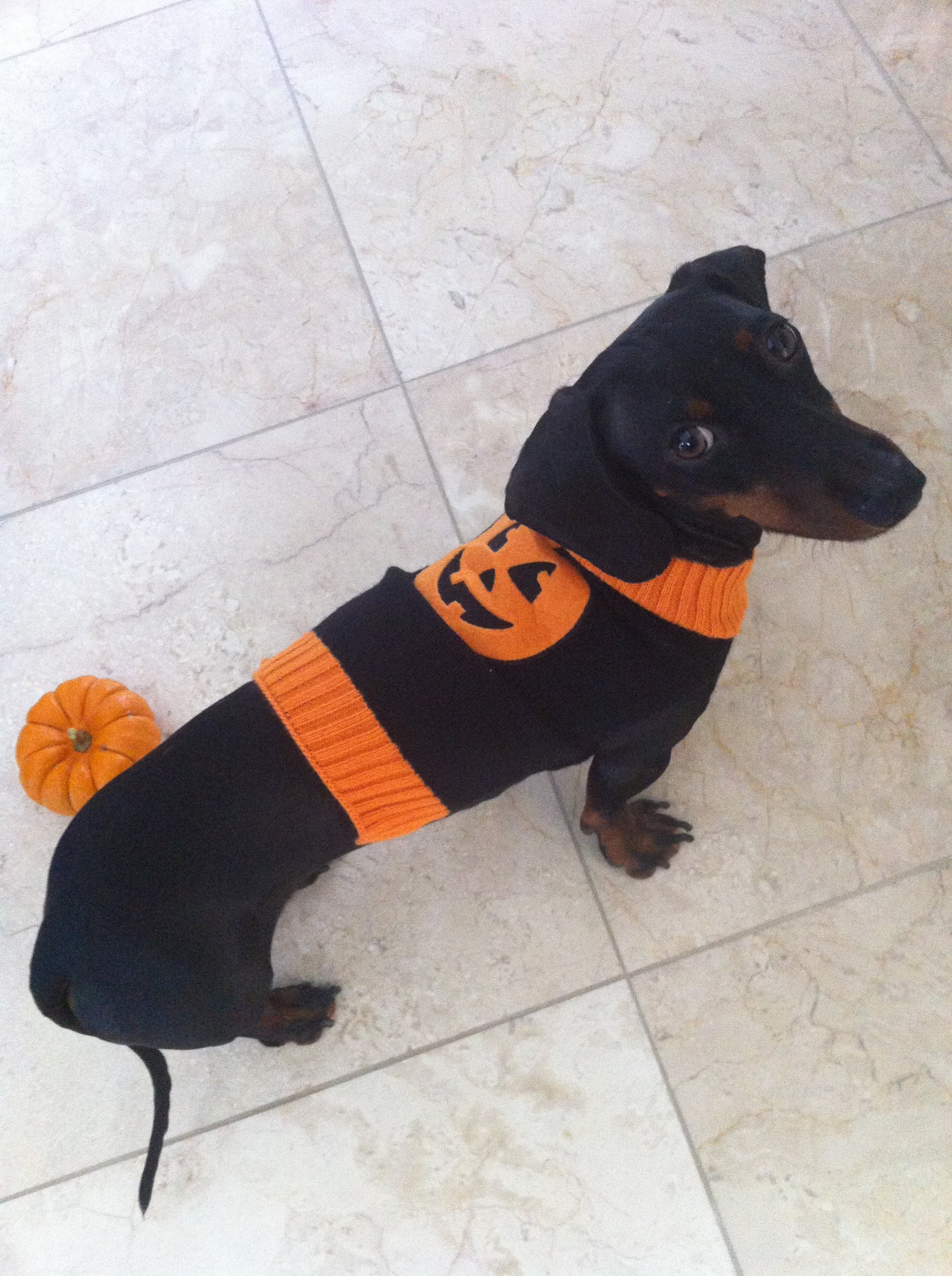 Pumpkin Sweater – WeenieWarmers